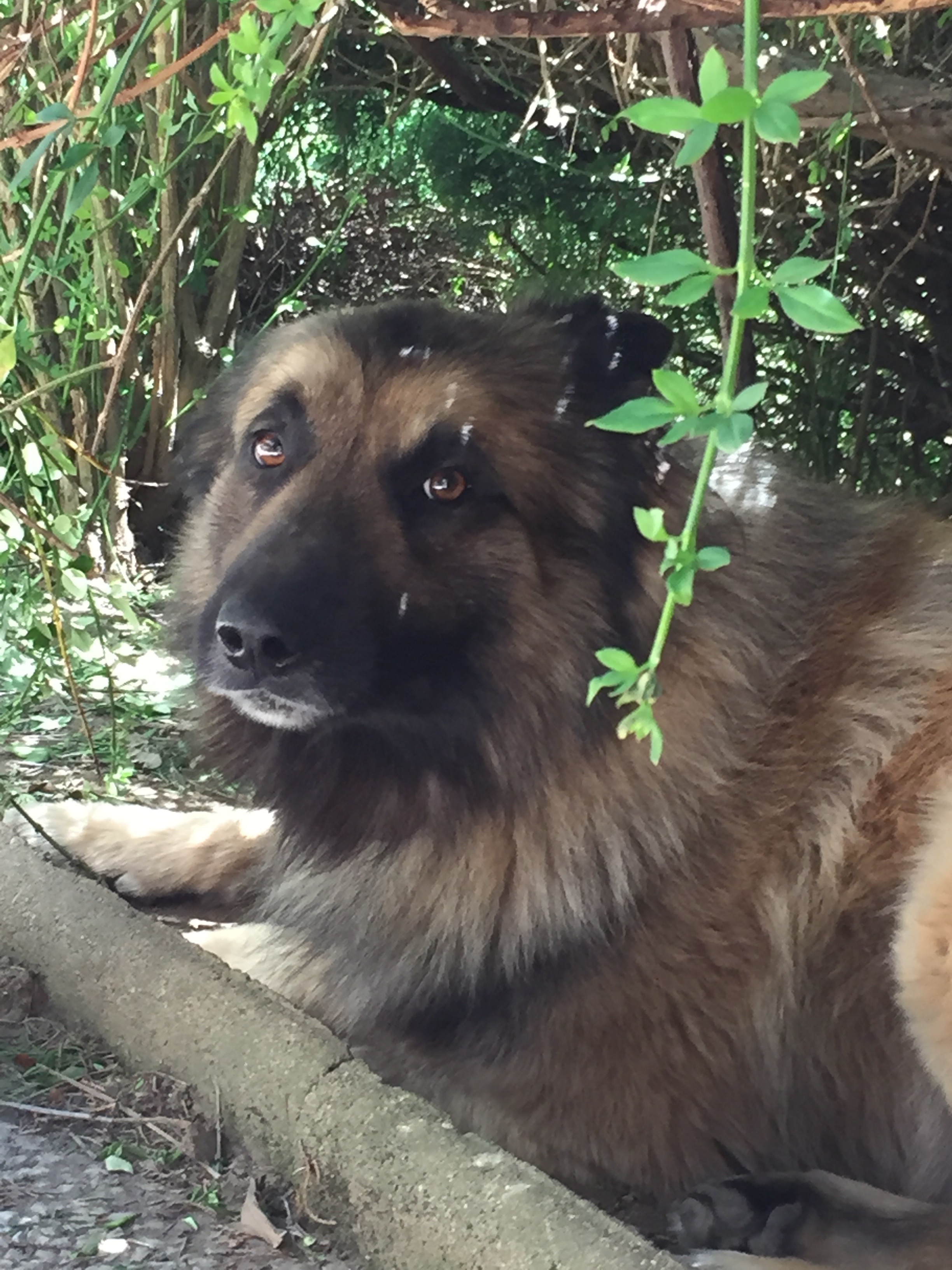 Irko, 4 ans - Gooddog