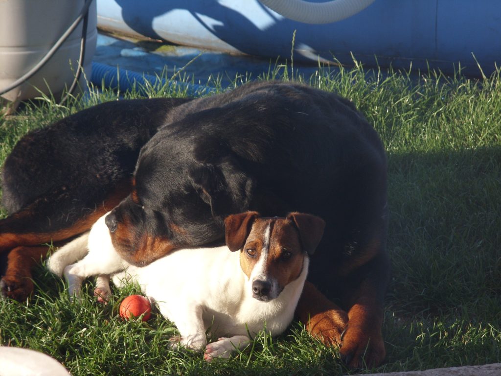 Snoopy et Prince - Gooddog