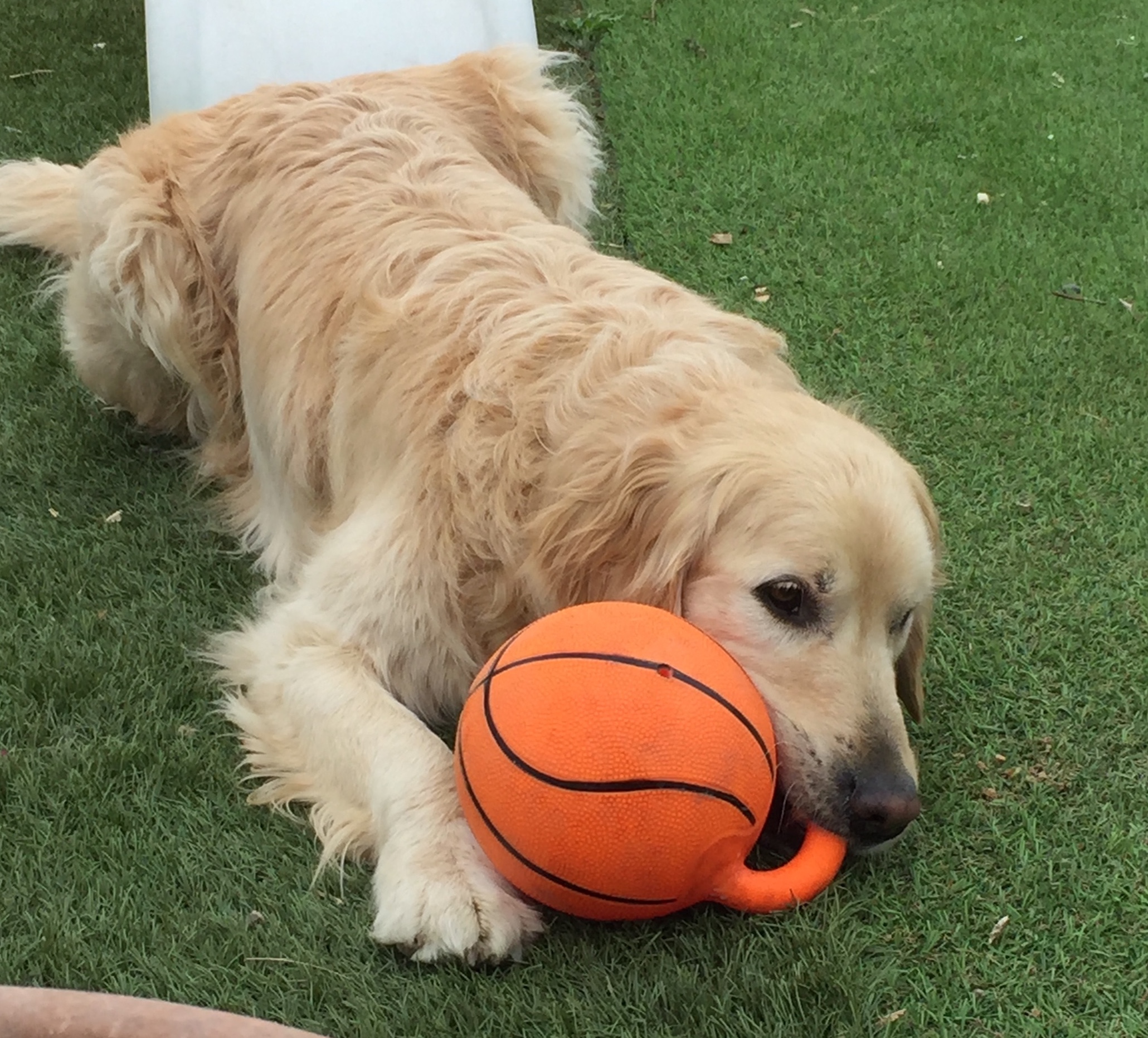 Iloo, 2 ans - Gooddog